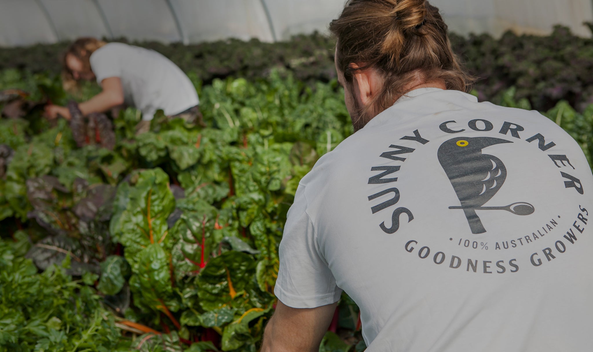 Sunny Corner Goodness Growers